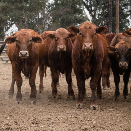 About Products Health Programs Animal Health Care Contact Us