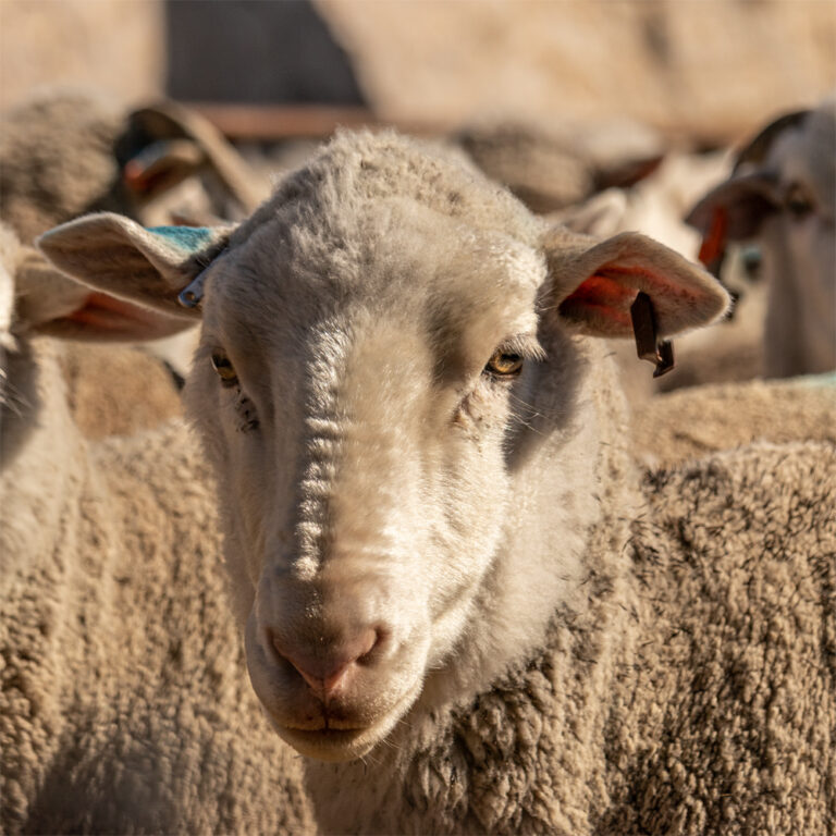 Cattle