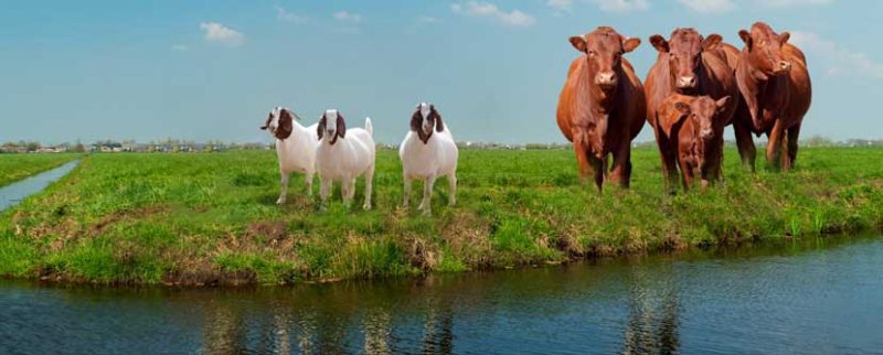 About Products Health Programs Animal Health Care Contact Us