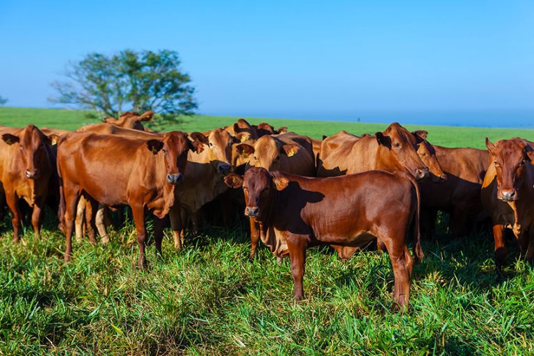 About Products Health Programs Animal Health Care Contact Us